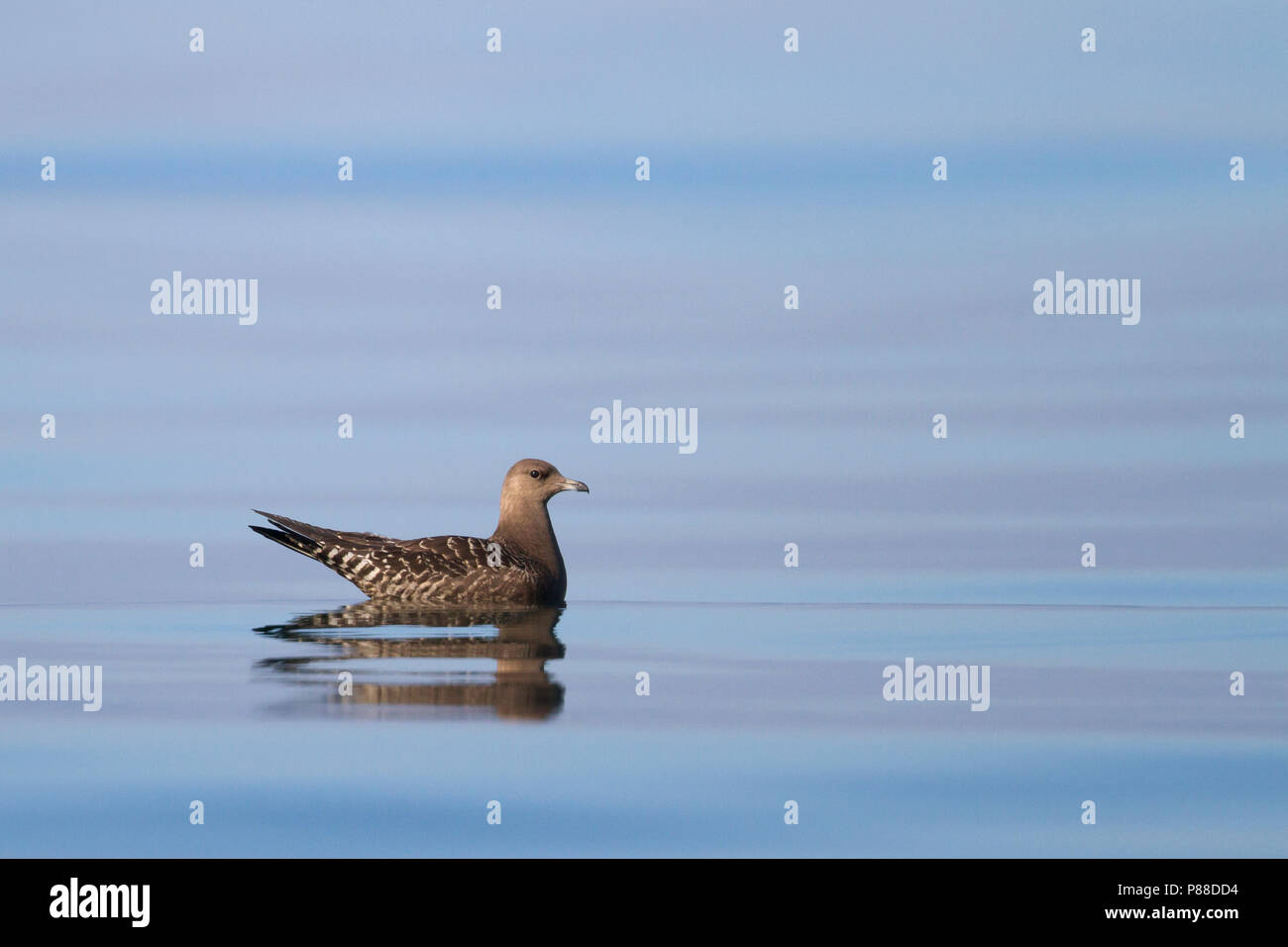 Kleinste Jager, Long-tailed Jaeger, Stercorarius longicaudus, Germany ...