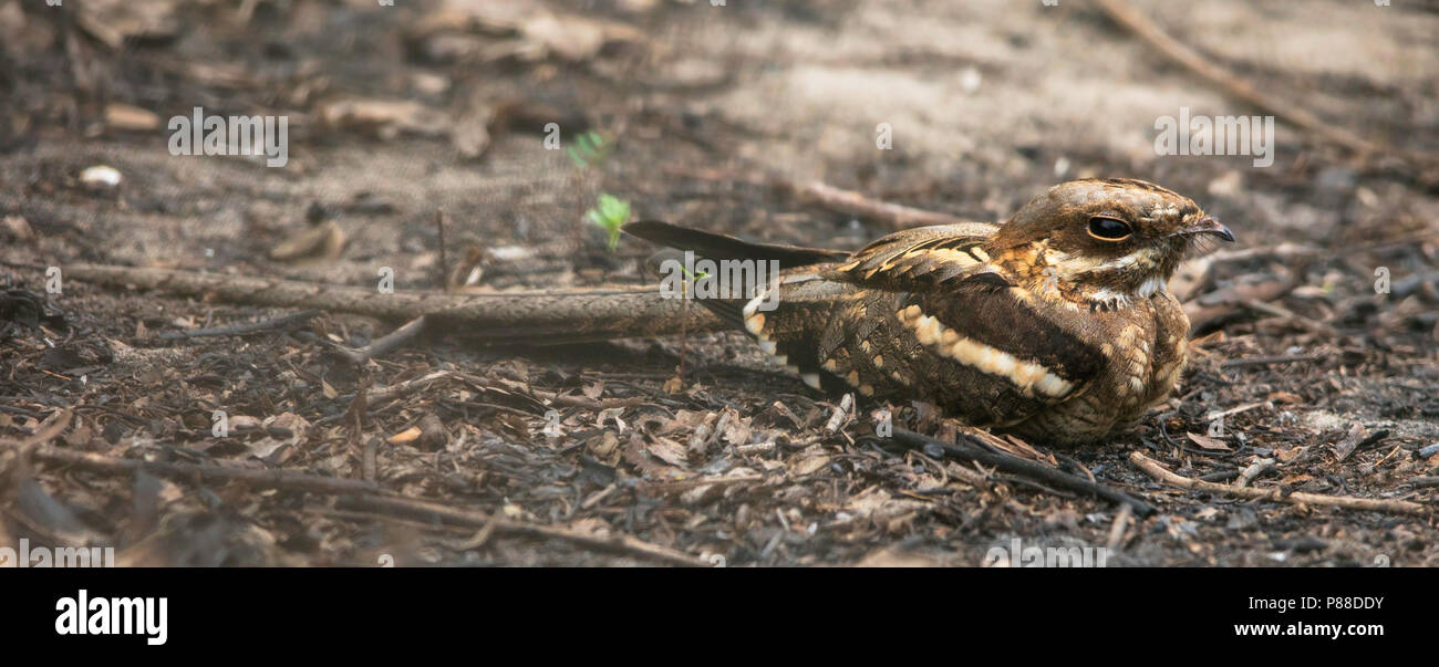 Long Tailed Nightjar Stock Photos & Long Tailed Nightjar Stock Images ...