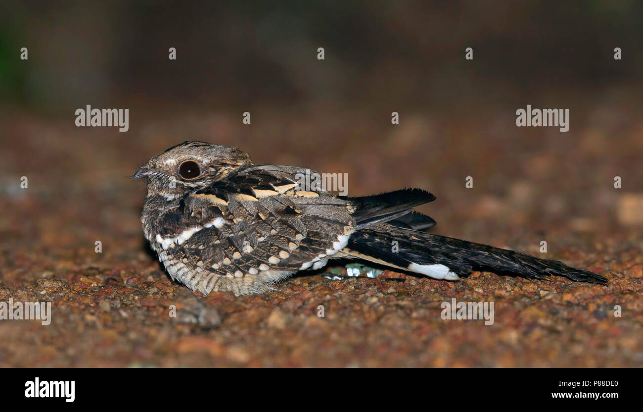 Long tailed nightjar hi-res stock photography and images - Alamy