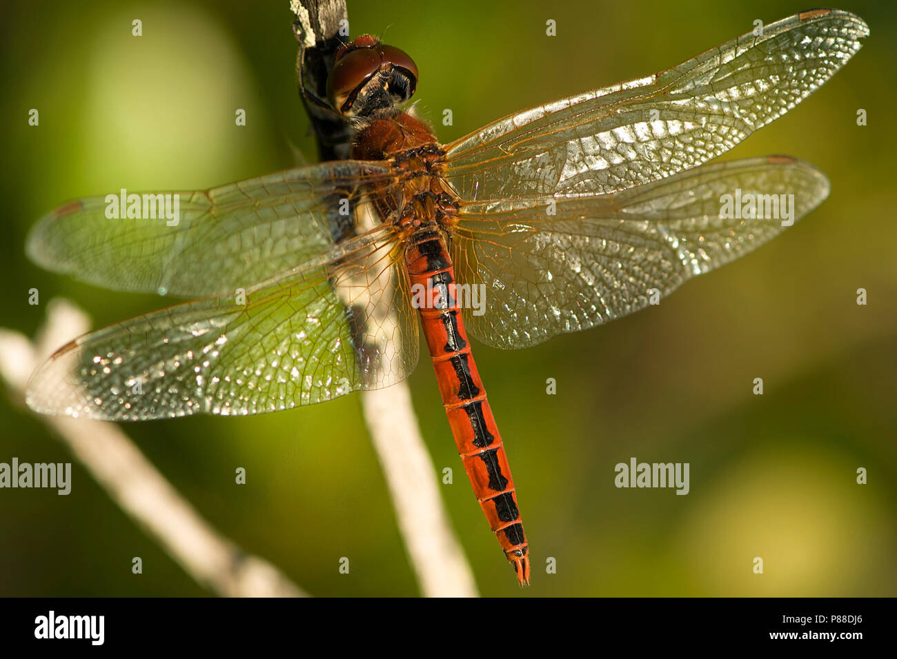 Macrodiplax cora hi-res stock photography and images - Alamy