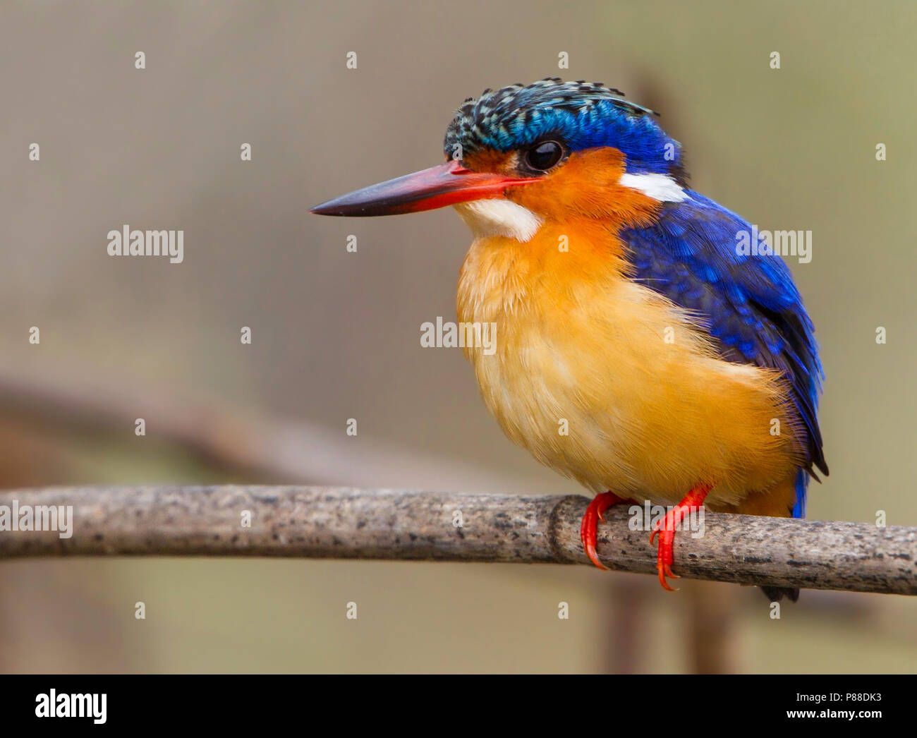 Madagascar Kingfisher (Corythornis vintsioi) perched on a branch Stock ...