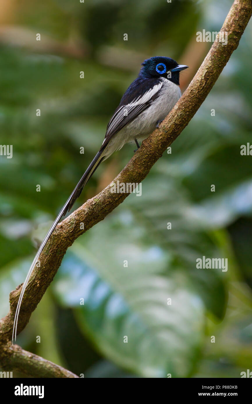 Male Malagasy Paradise Flycatcher (Terpsiphone mutata Stock Photo - Alamy