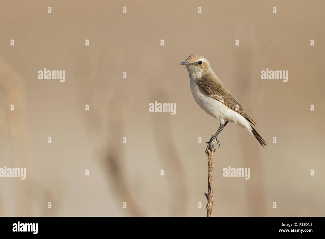 Oenanthe halophila hi-res stock photography and images - Alamy