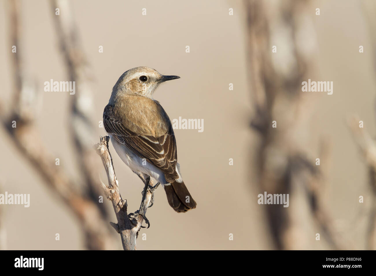 Oenanthe halophila hi-res stock photography and images - Alamy