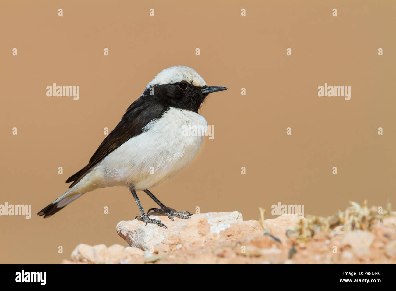 Maghreb wheatear hi-res stock photography and images - Alamy