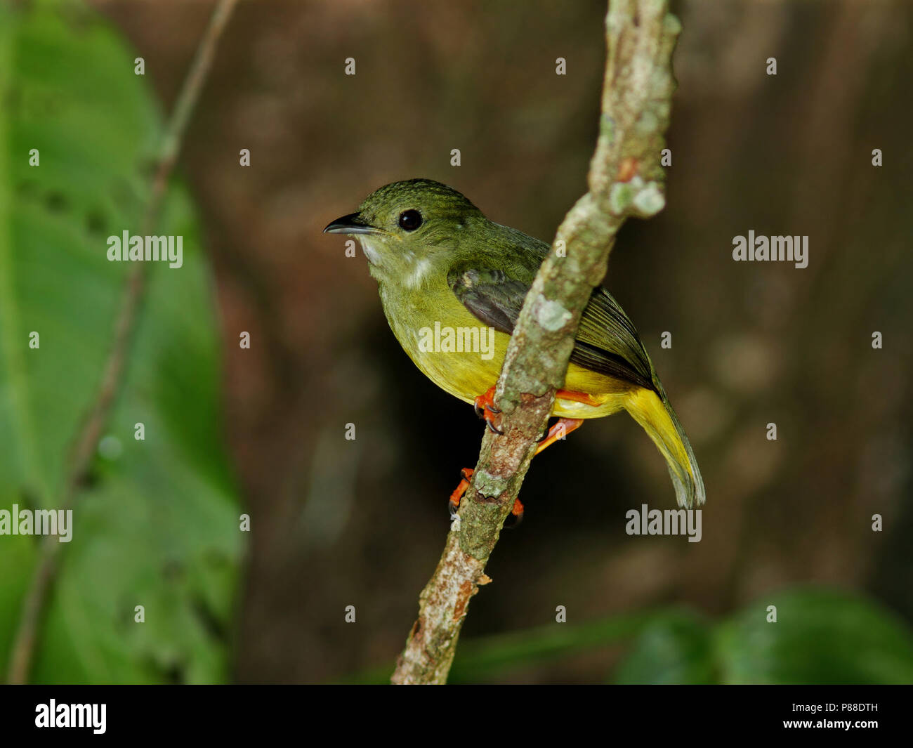 White collared manakin hi-res stock photography and images - Alamy
