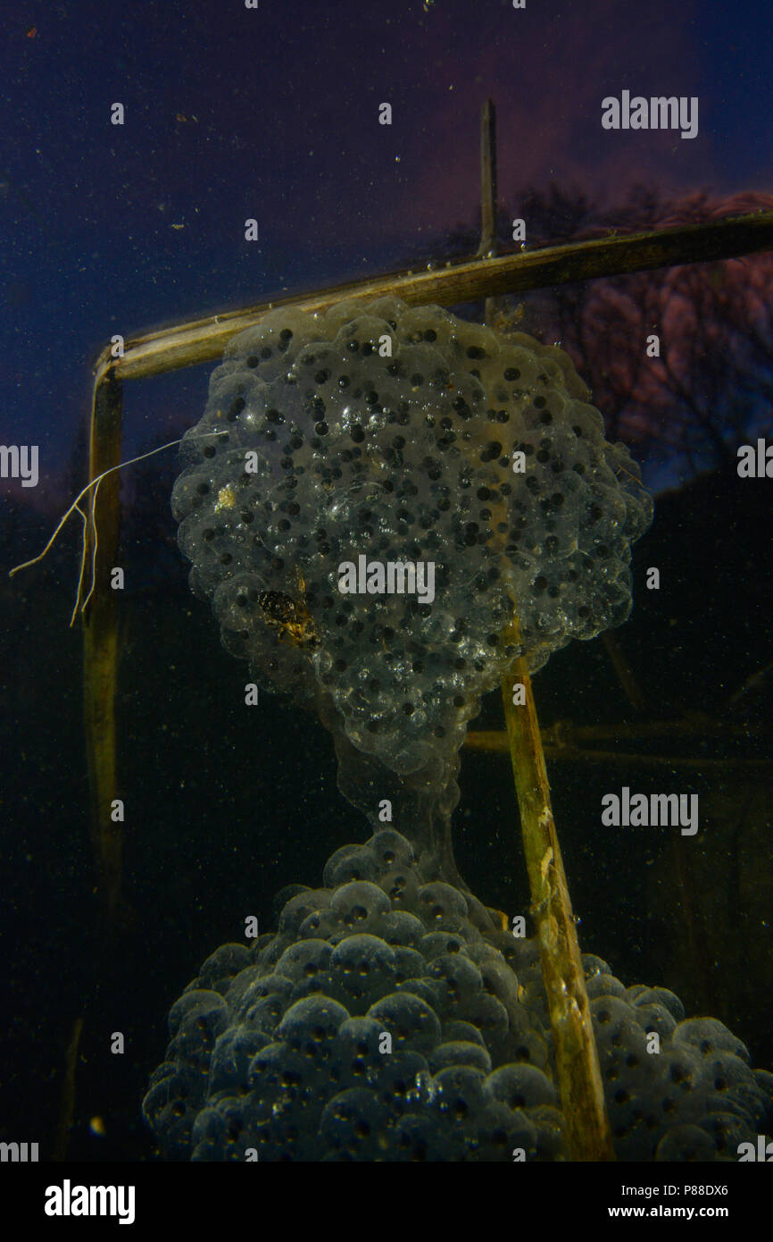 Eggs agile frog rana hi-res stock photography and images - Alamy