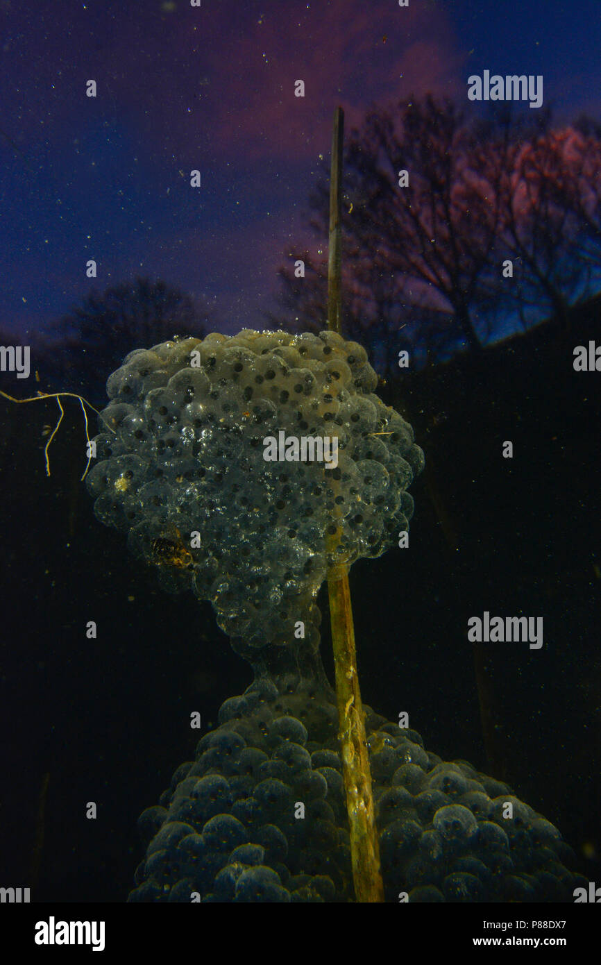 Van de sterren hi-res stock photography and images - Alamy