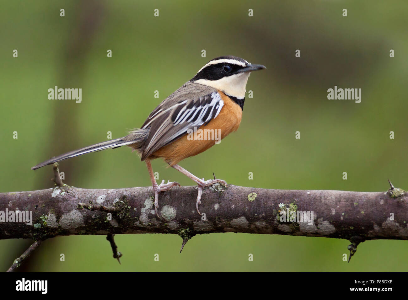 Melanopareiidae hi-res stock photography and images - Alamy