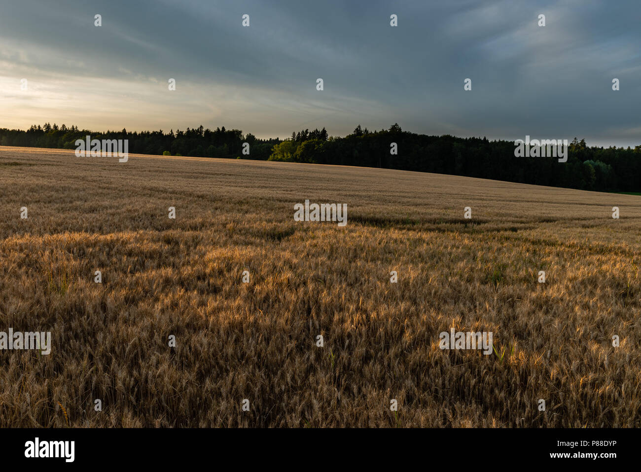 Swiss crops hi-res stock photography and images - Alamy