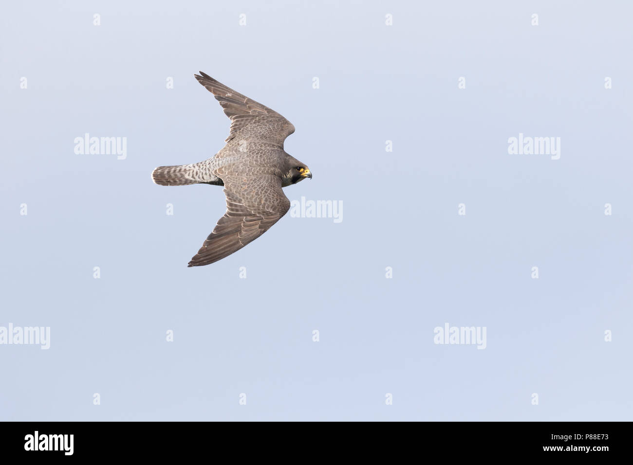 Peregrine Falcon - Wanderfalke - Falco peregrinus ssp. peregrinus ...