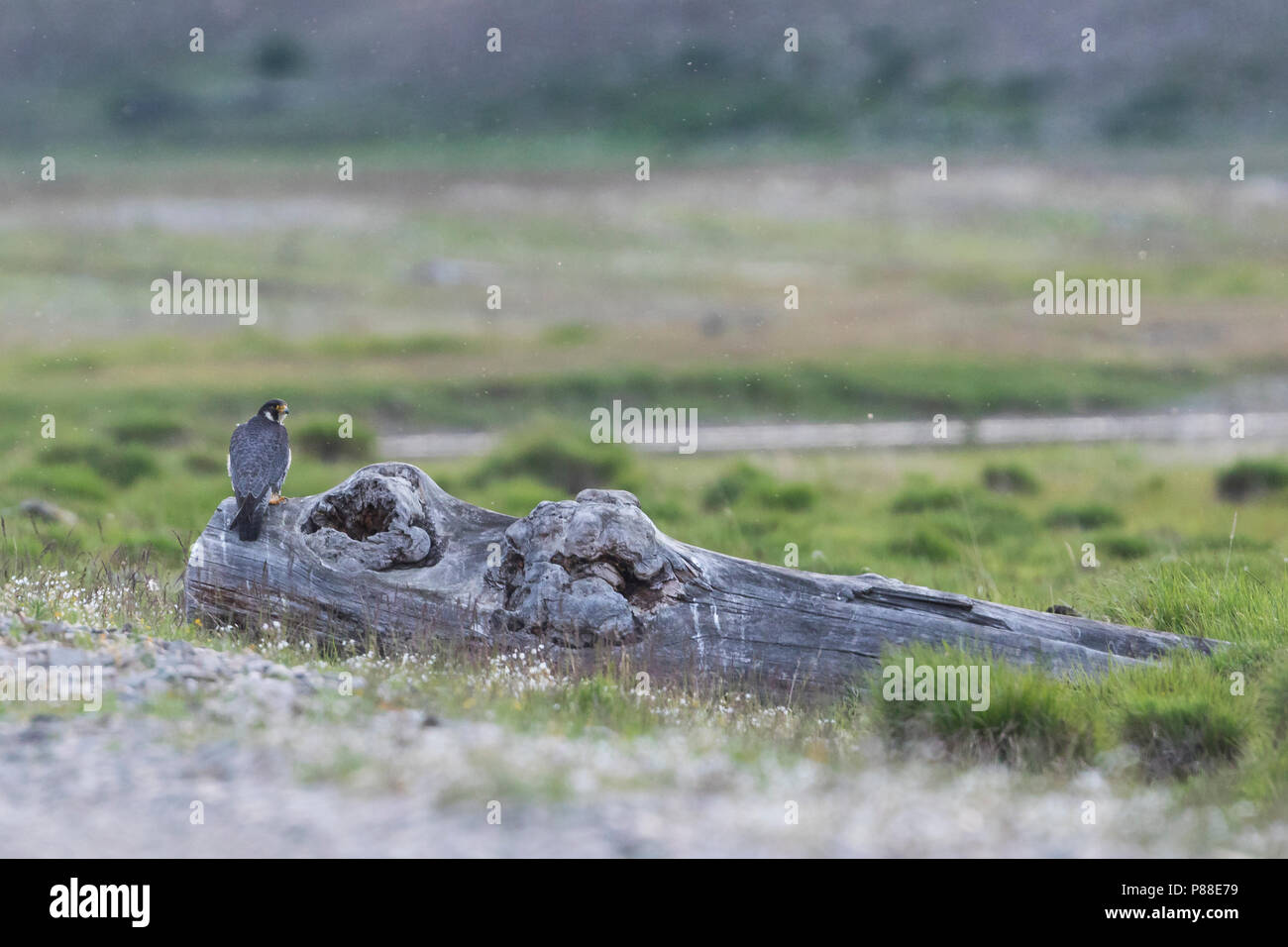 Peregrine Falcon - Wanderfalke - Falco peregrinus ssp. peregrinus ...