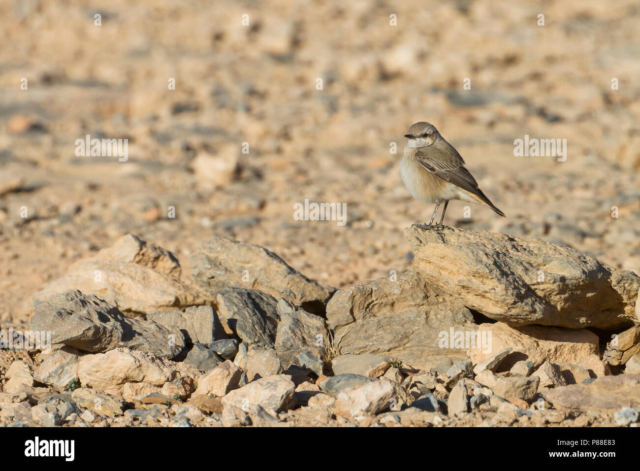 Red-tailed Wheatear (Persian Wheatear) - Rostbürzel-Steinschmätzer ...