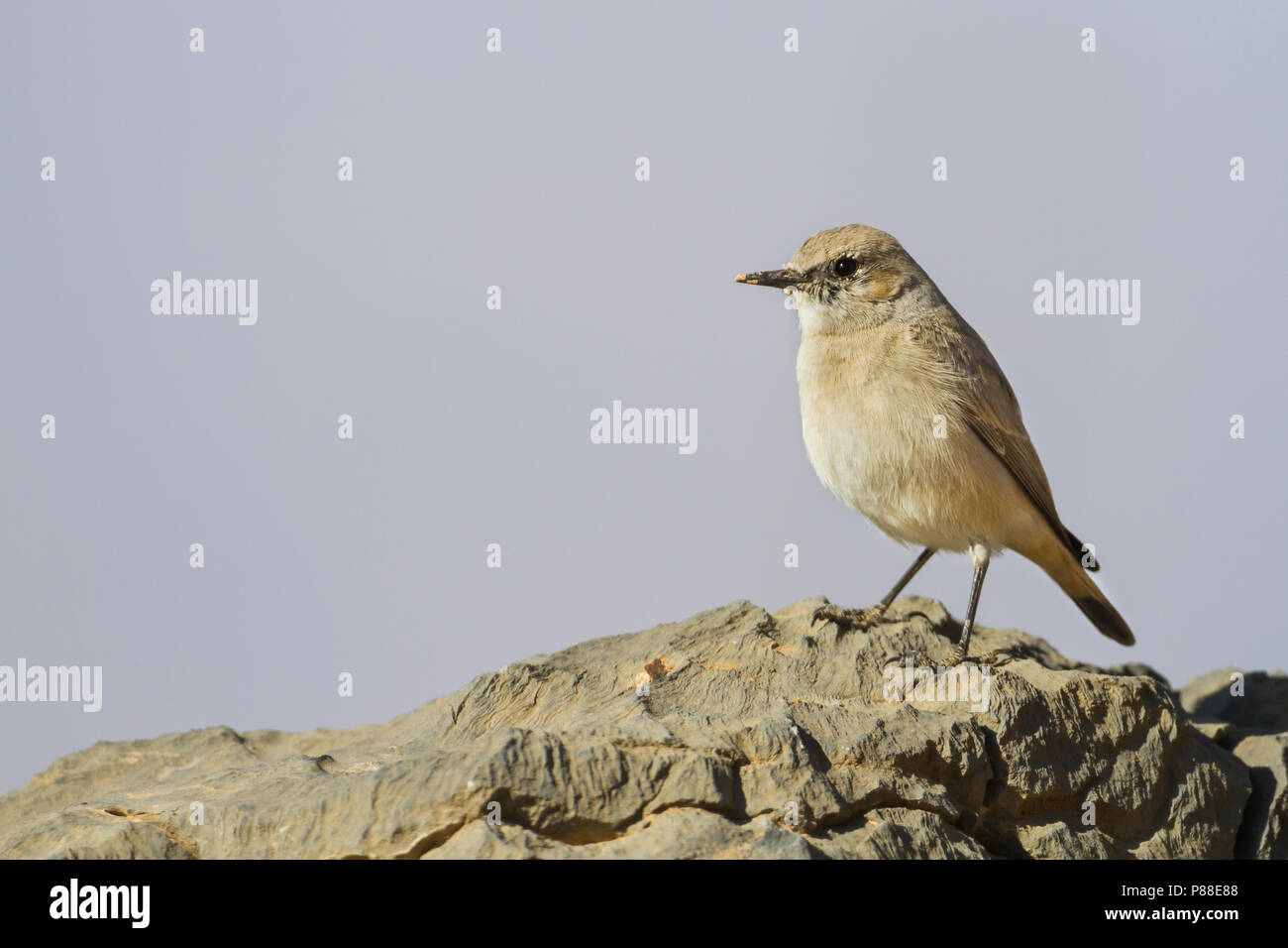 Persian wheatear hi-res stock photography and images - Alamy