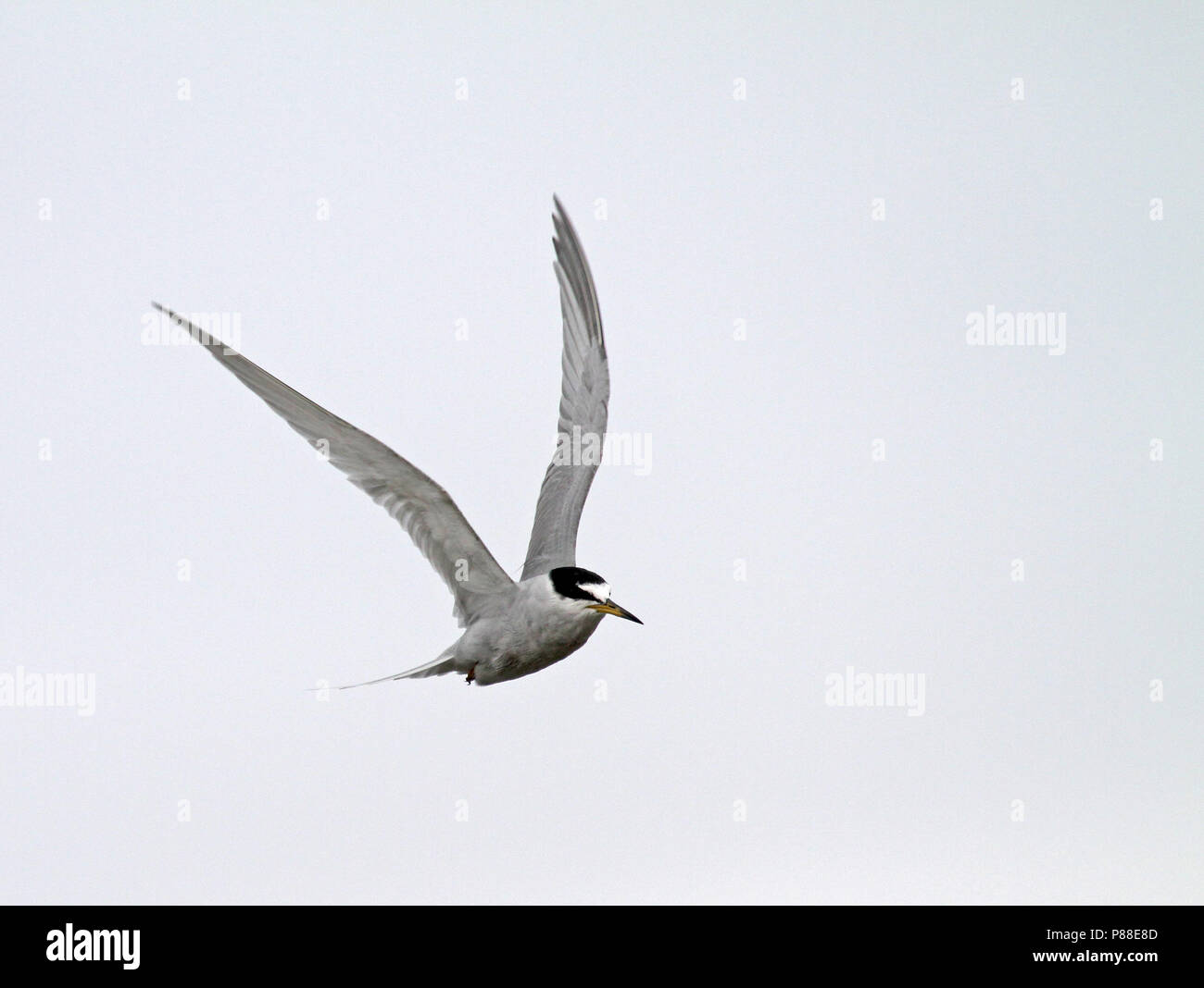 Peruvian tern hi-res stock photography and images - Alamy