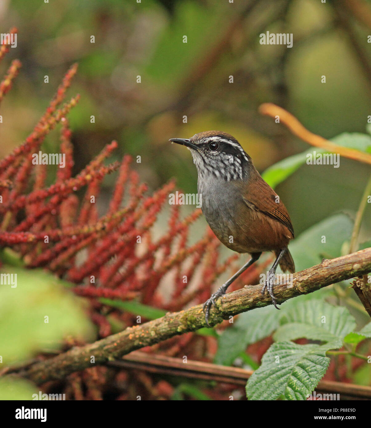 Species of wren hi-res stock photography and images - Alamy