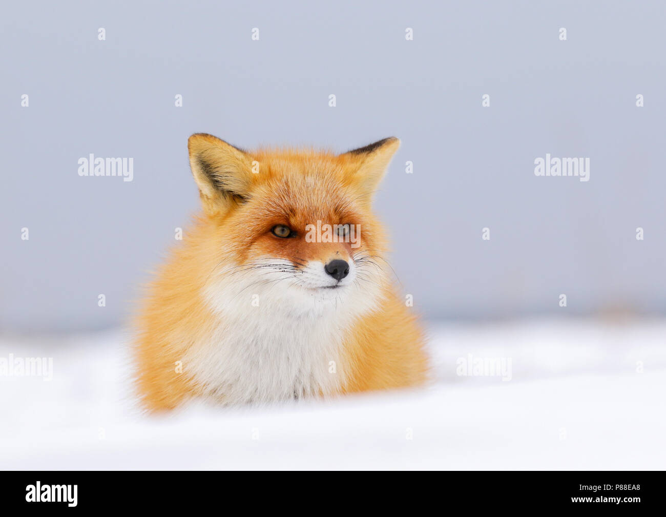 Hokkaido red fox japan hi-res stock photography and images - Alamy