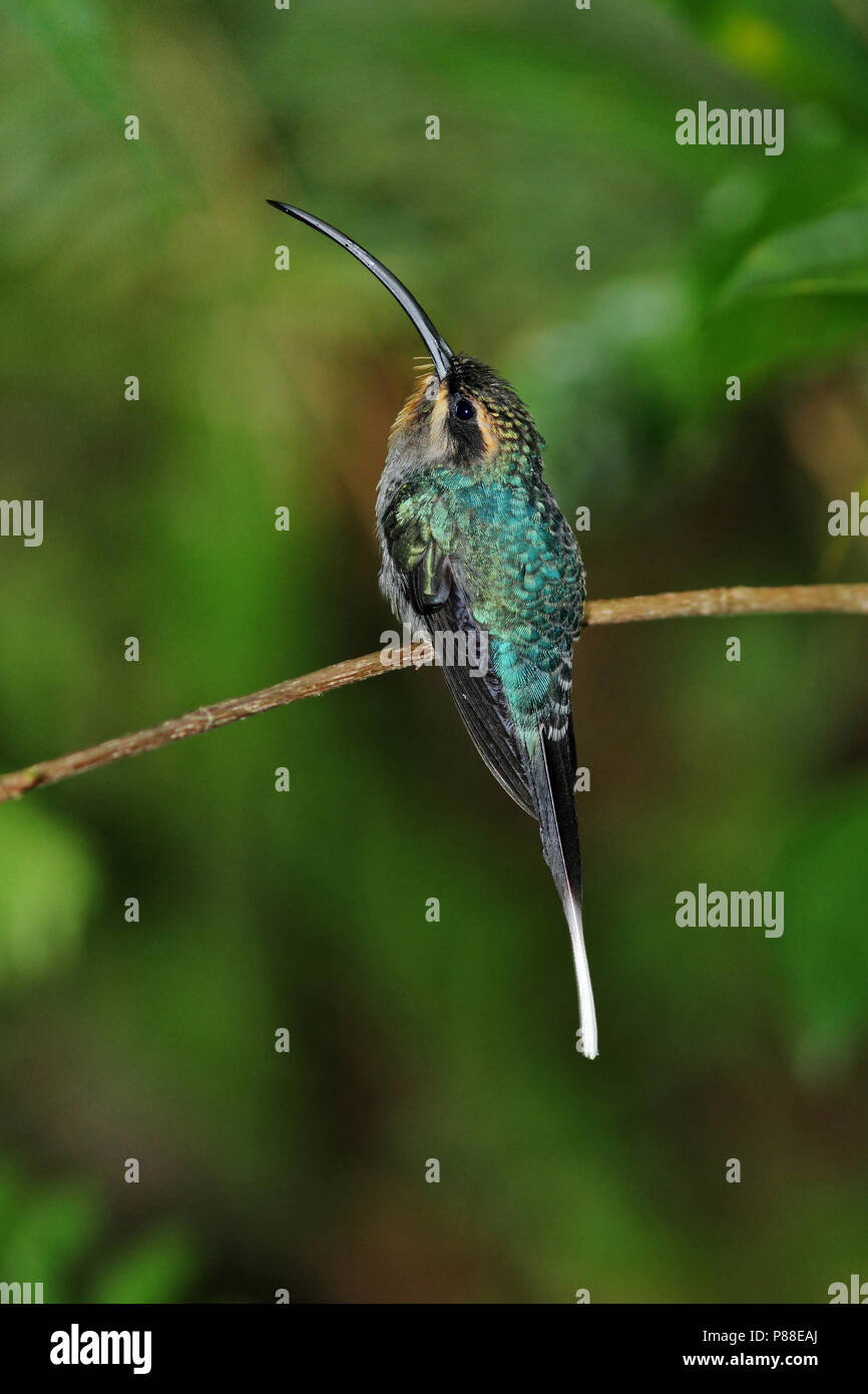 Green Hermit, Phaethornis guy Stock Photo - Alamy