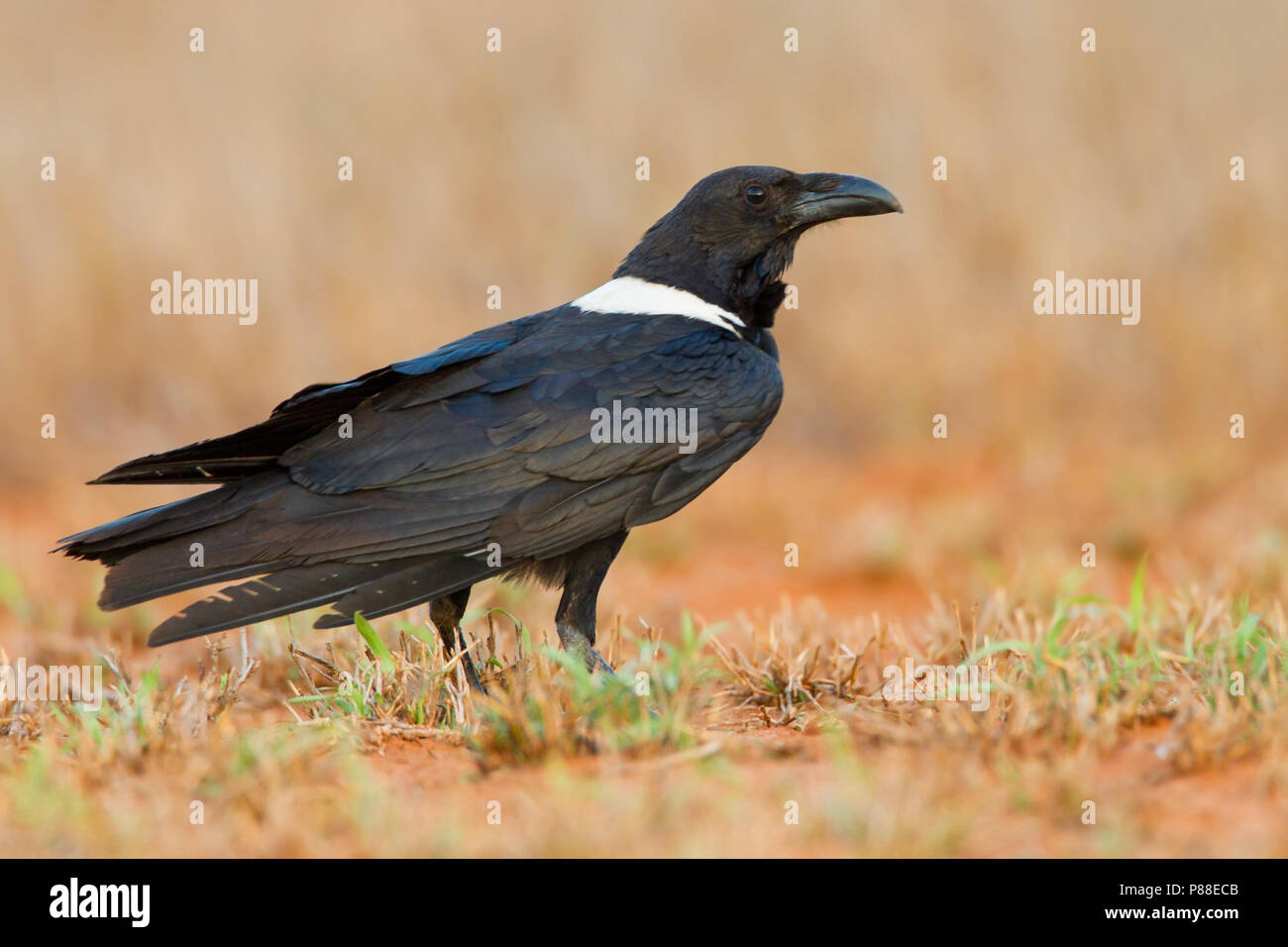 Pied Crow (Corvus albus) on Madagascar Stock Photo - Alamy