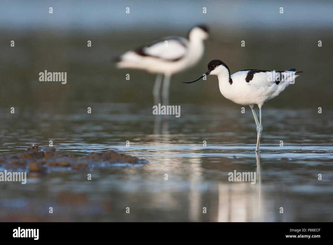Pied Avocet - Säbelschnäbler - Recurvirostra avoseta, Spain (Mallorca ...