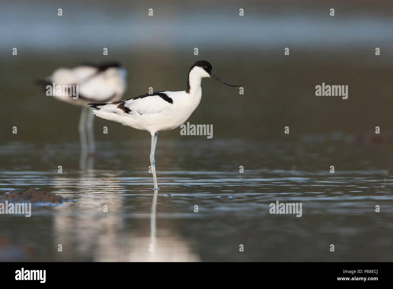 Pied Avocet - Säbelschnäbler - Recurvirostra avoseta, Spain (Mallorca ...