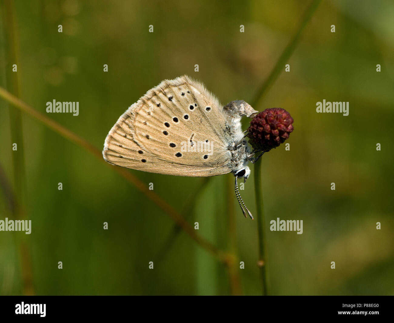Maculinea Teleius High Resolution Stock Photography and Images - Alamy