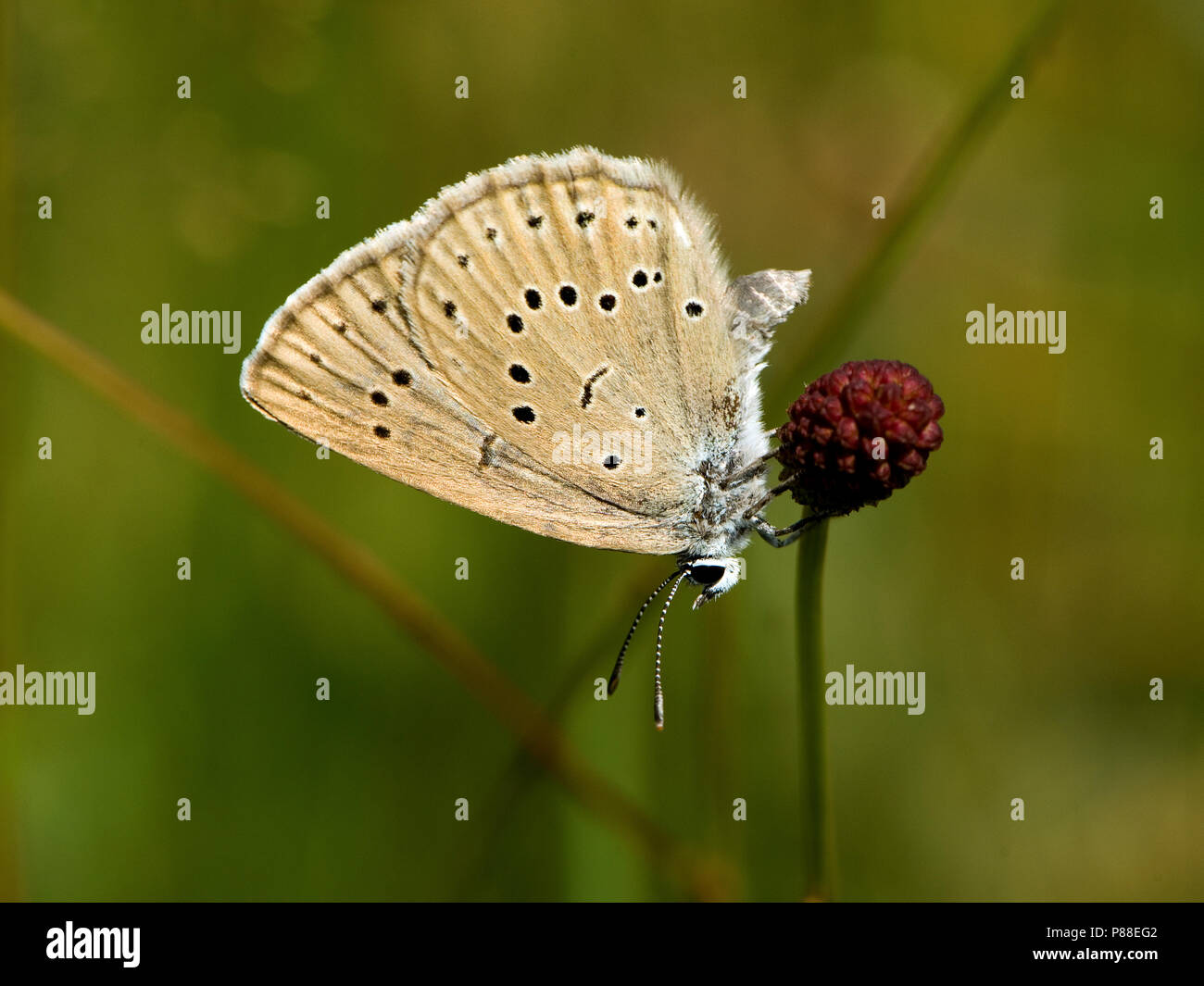 Pimpernelblauwtje / Scarce Large Blue (Phengaris teleius Stock Photo ...