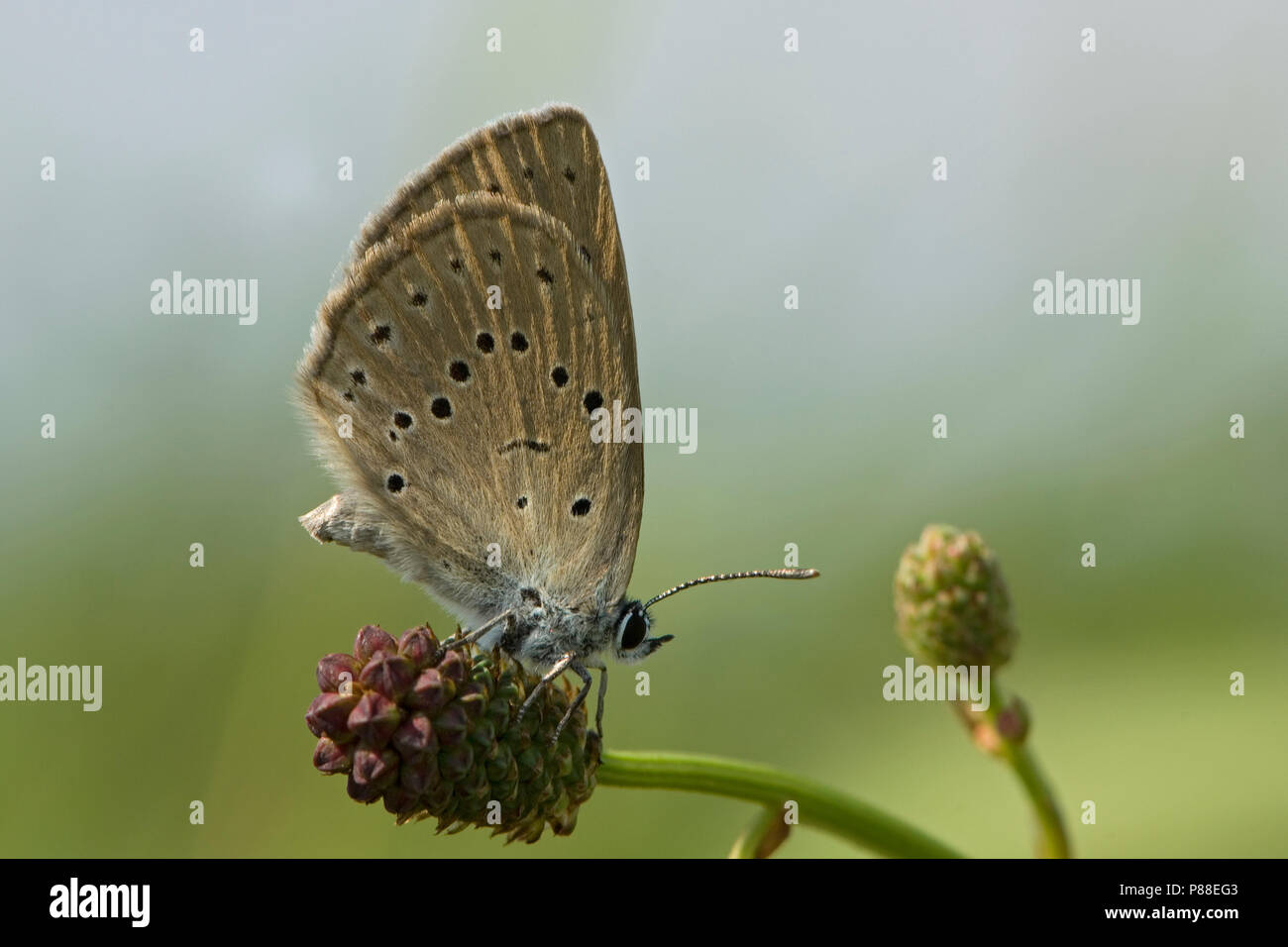 Pimpernelblauwtje / Scarce Large Blue (Phengaris teleius Stock Photo ...