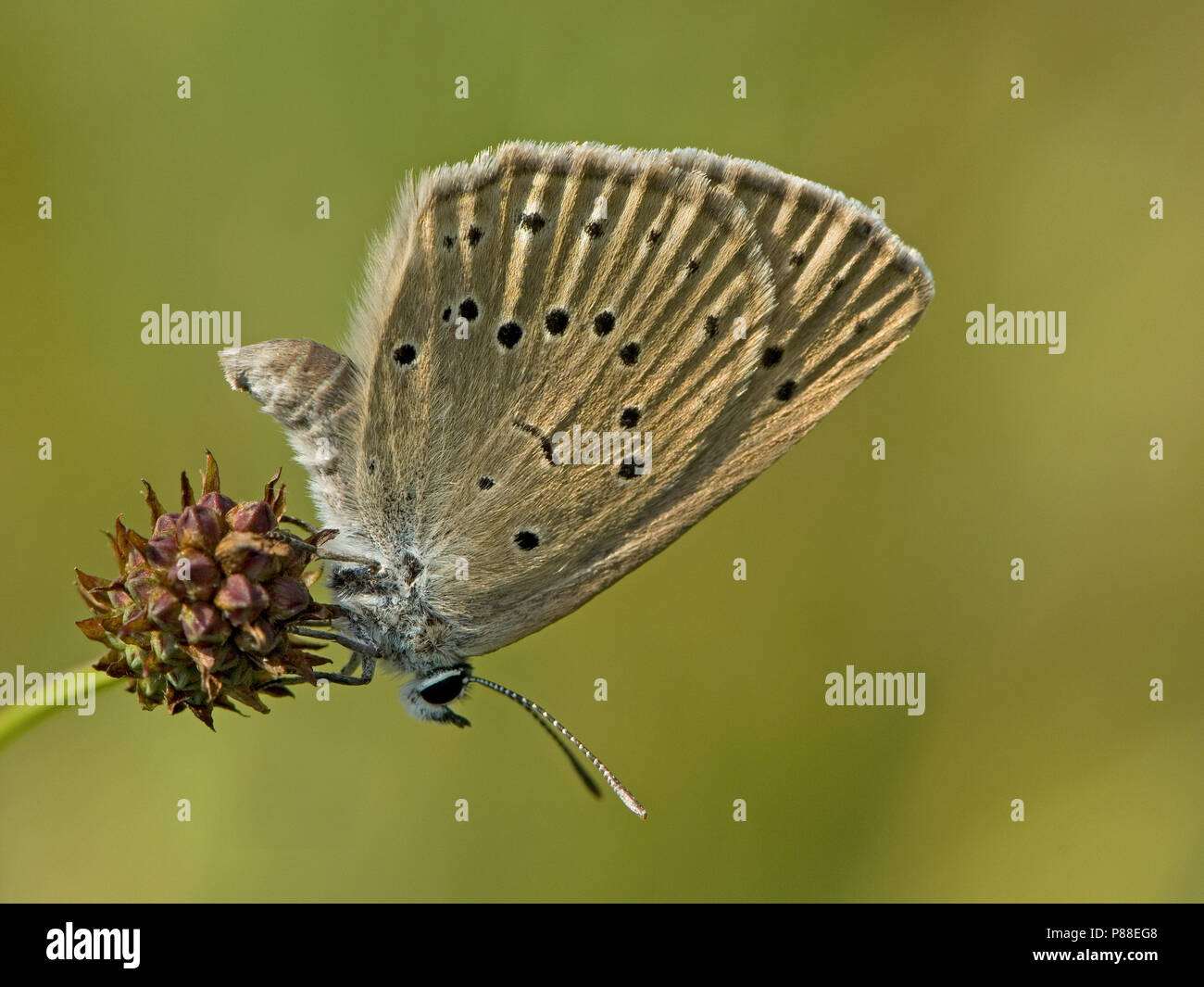 Pimpernelblauwtje / Scarce Large Blue (Phengaris teleius Stock Photo ...