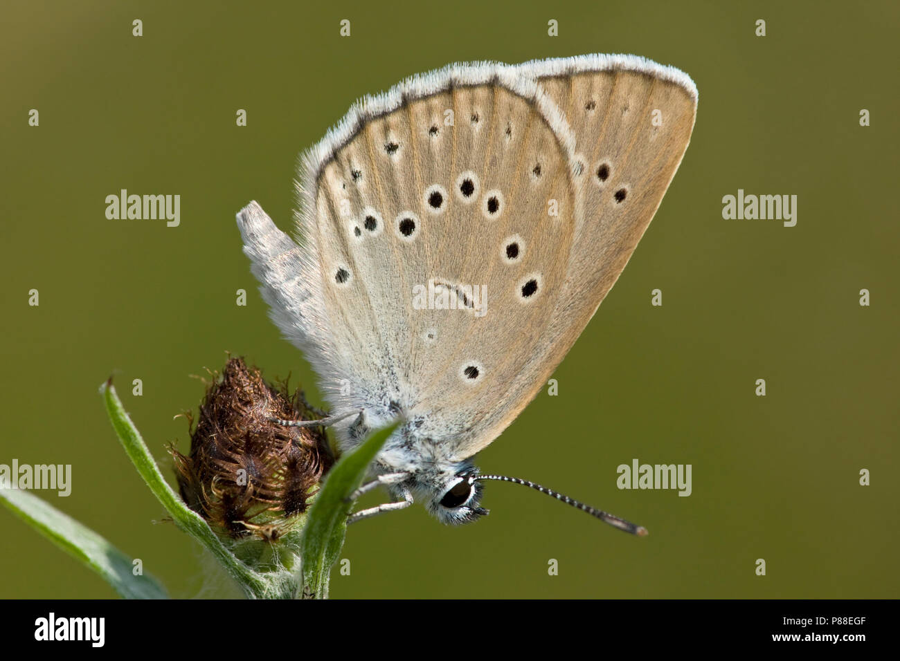 Pimpernelblauwtje / Scarce Large Blue (Phengaris teleius Stock Photo ...