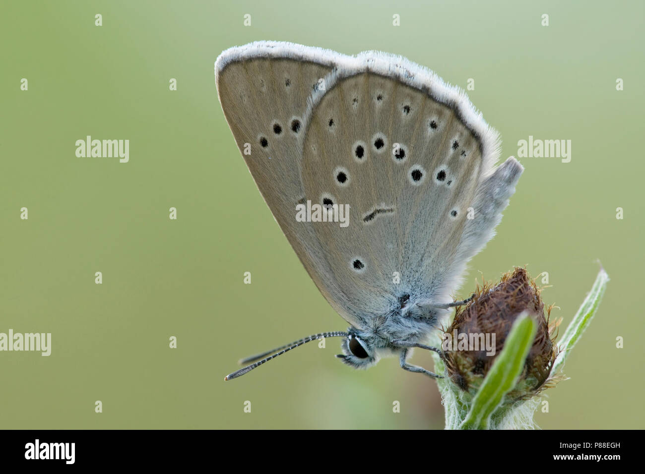 Maculinea teleius hi-res stock photography and images - Alamy