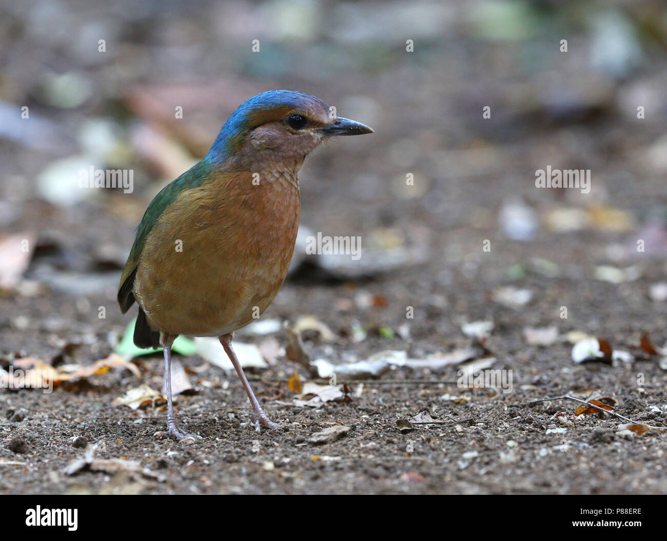 Blue-rumped pitta (Hydrornis soror) a shy species of bird, in the ...