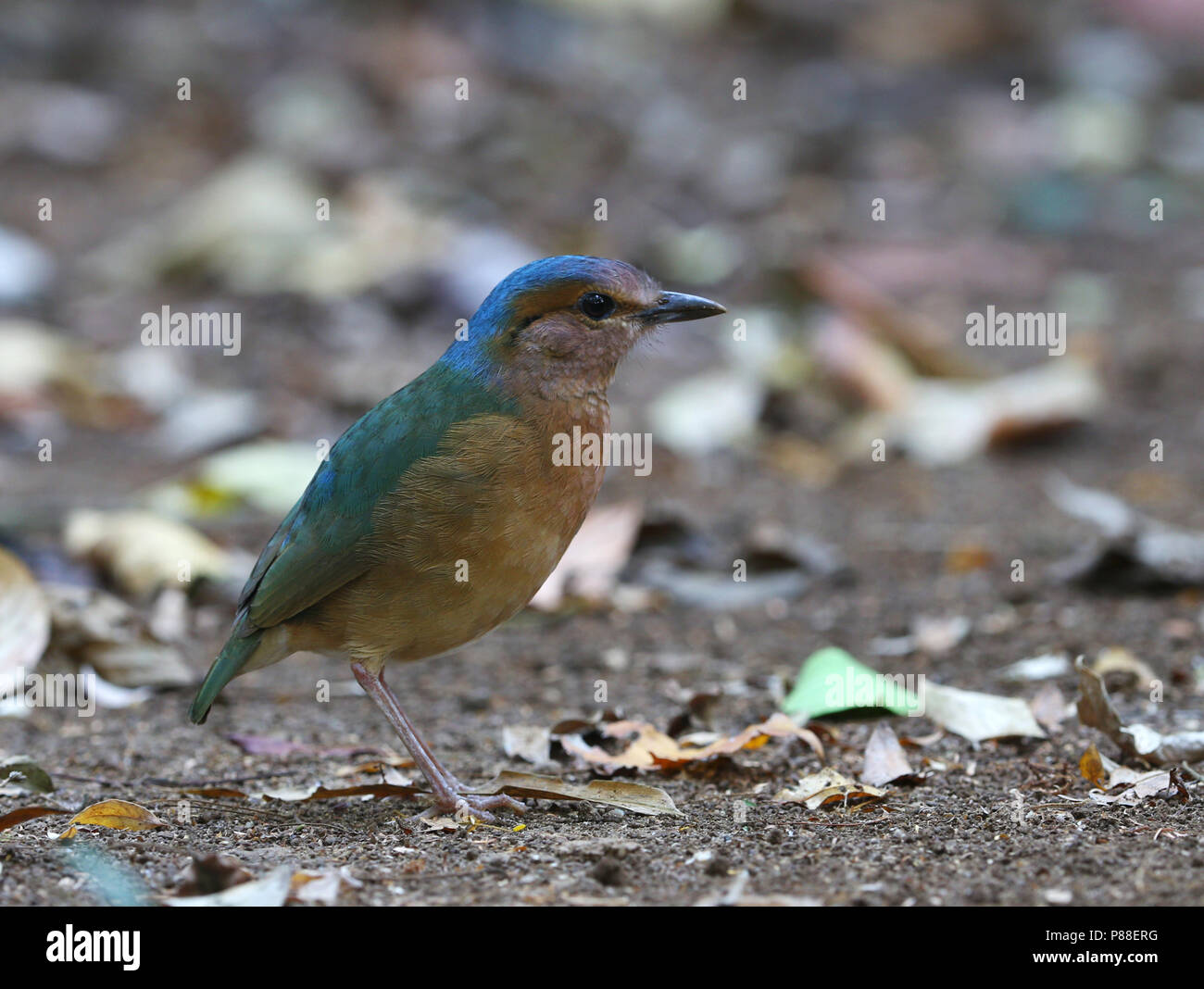 Blue-rumped pitta (Hydrornis soror) a shy species of bird, in the ...