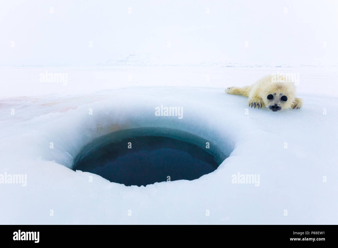 Pusa hi-res stock photography and images - Alamy