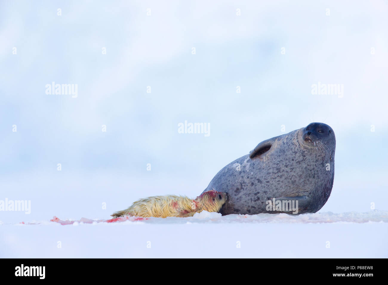 Pusa hispida hi-res stock photography and images - Alamy