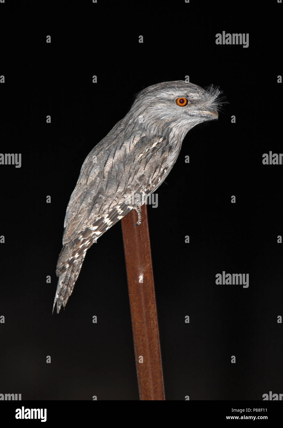 Tawny Frogmouth (Podargus strigoides) during the night Stock Photo - Alamy