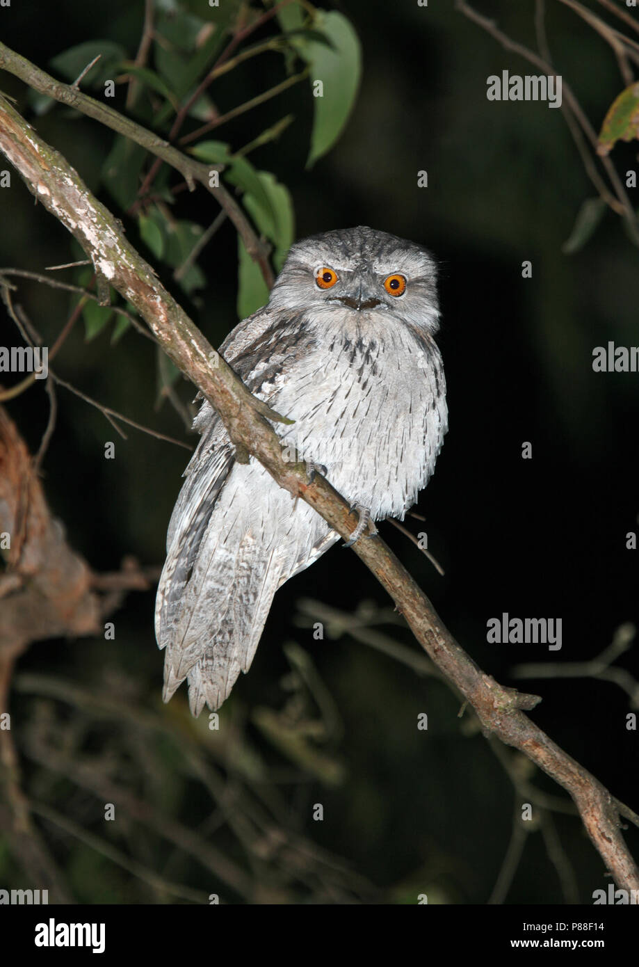 Tawny Frogmouth (Podargus strigoides) during the night Stock Photo - Alamy