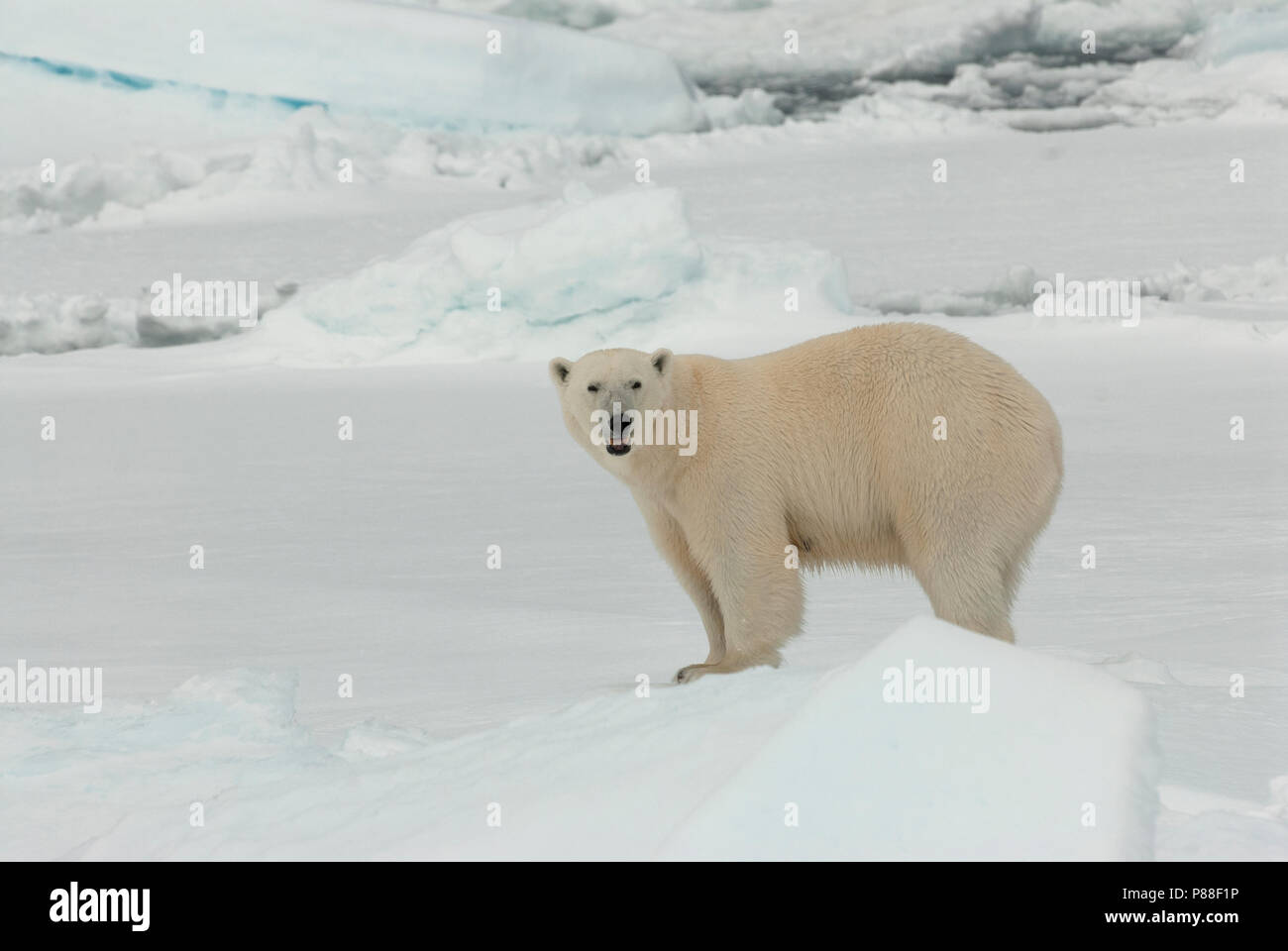 IJsbeer met jong, Polar Bear with cub Stock Photo - Alamy