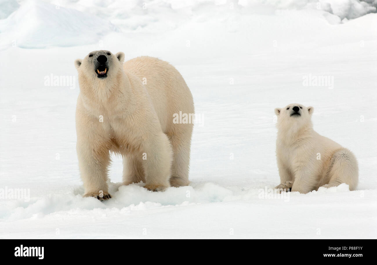 De ijsbeer hi-res stock photography and images - Alamy