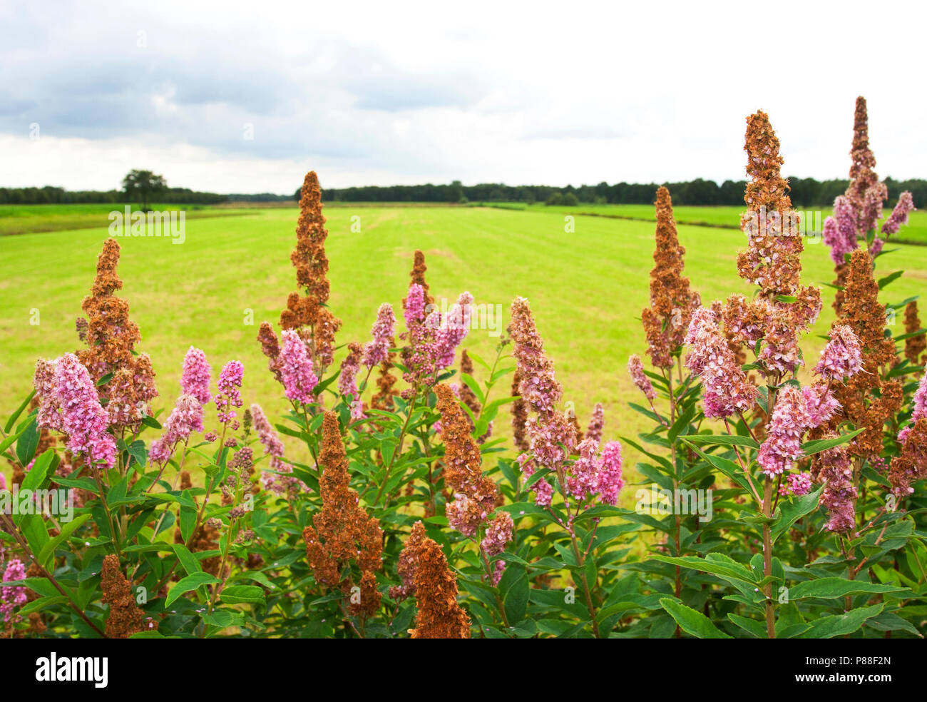 Netherlands steenbergen hi-res stock photography and images - Alamy