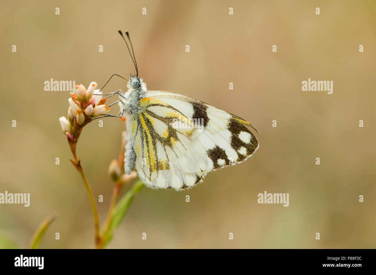 Helice hi-res stock photography and images - Alamy