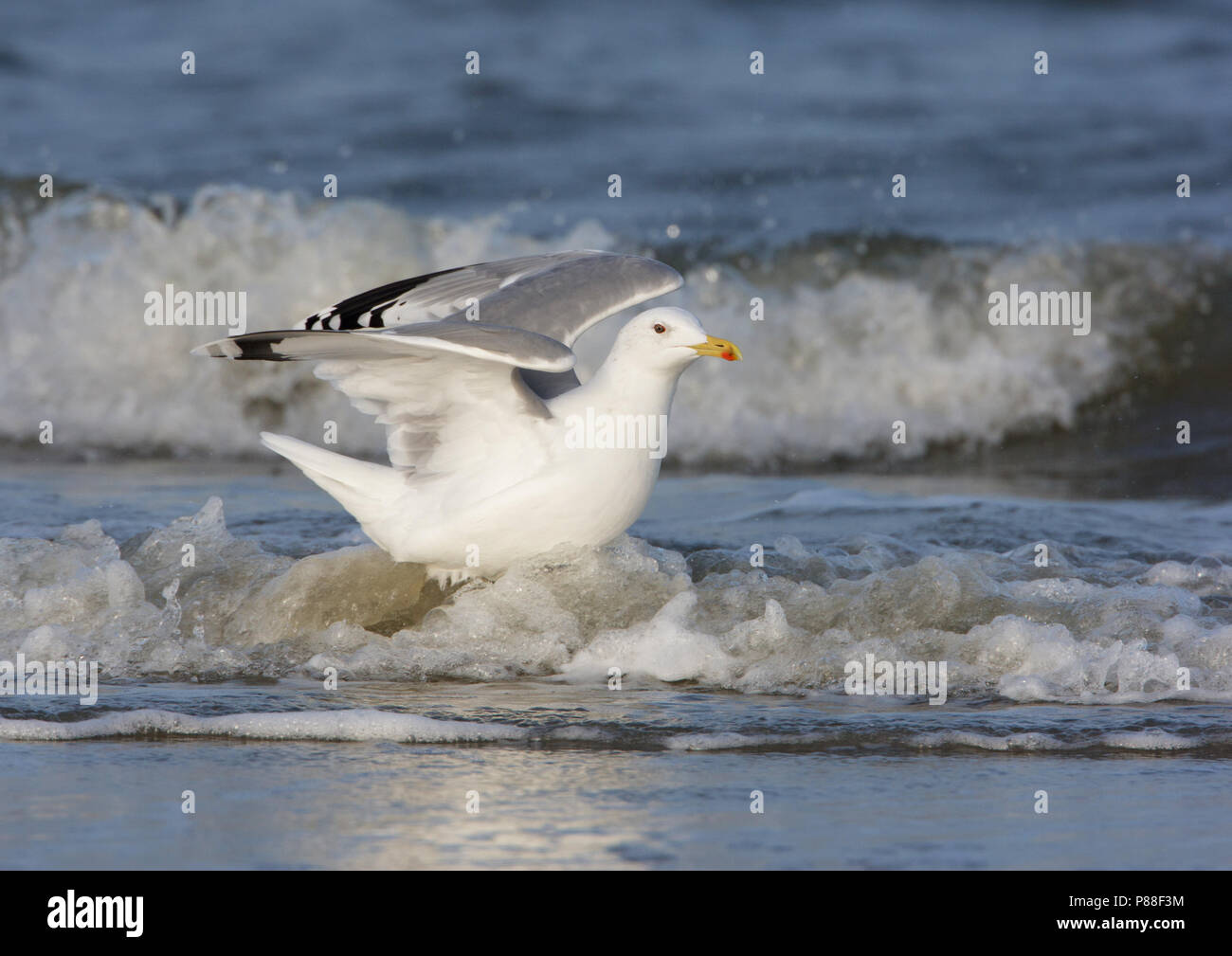 Gaviota del caspio hi-res stock photography and images - Alamy
