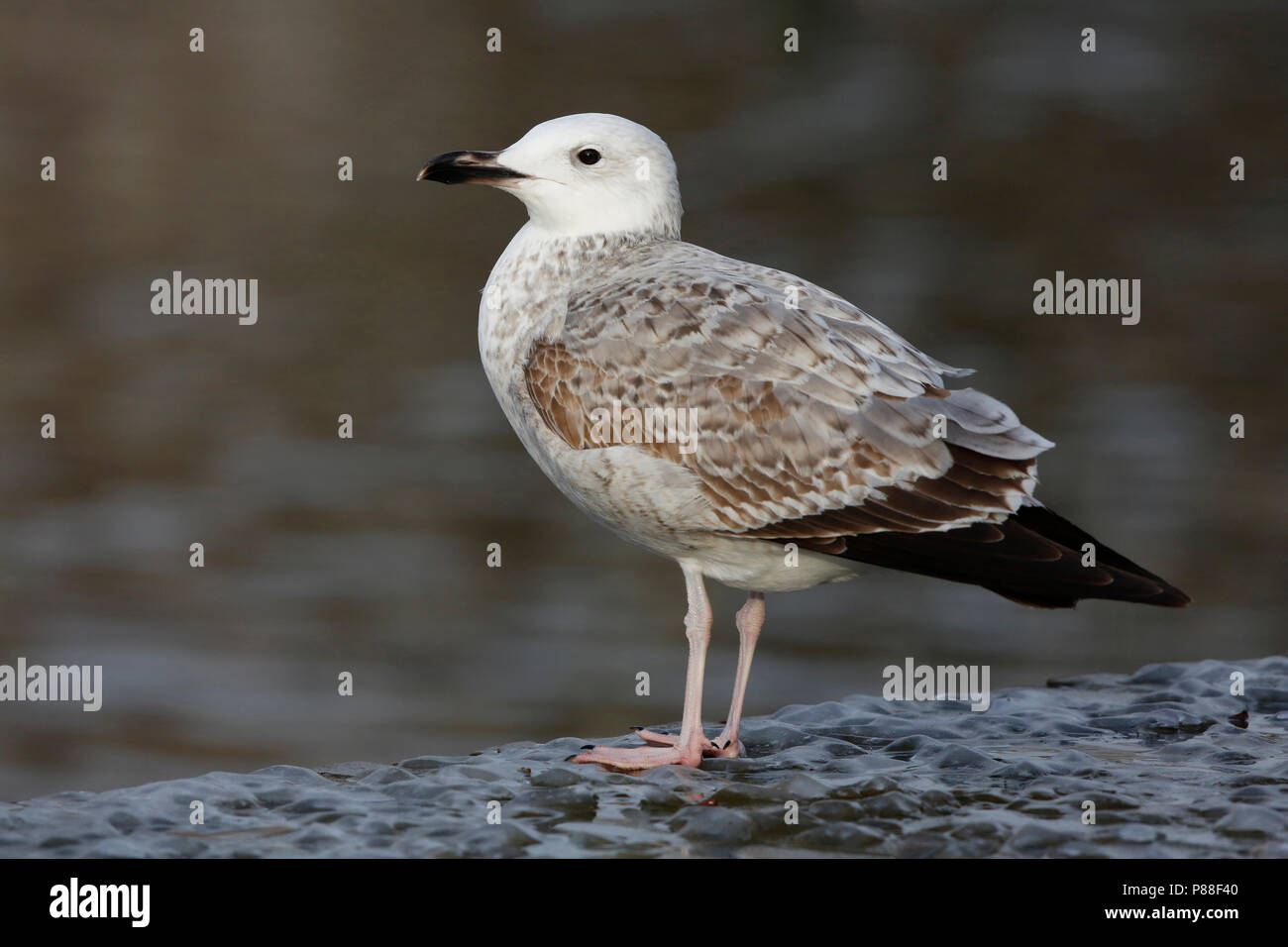Witte meeuw hi-res stock photography and images - Alamy