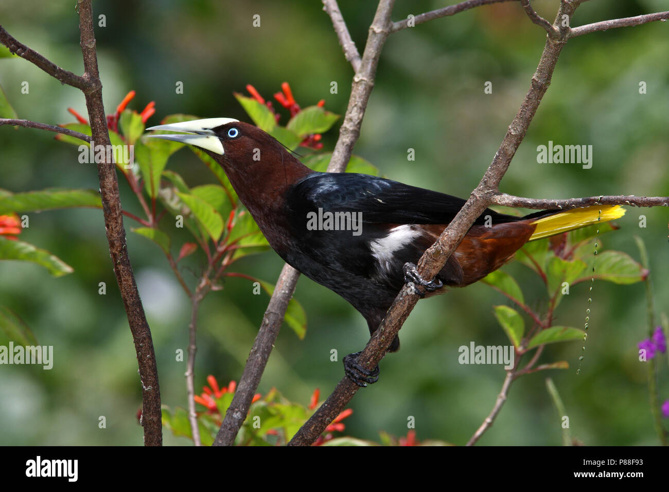 Chestnut headed oropendola hi-res stock photography and images - Alamy