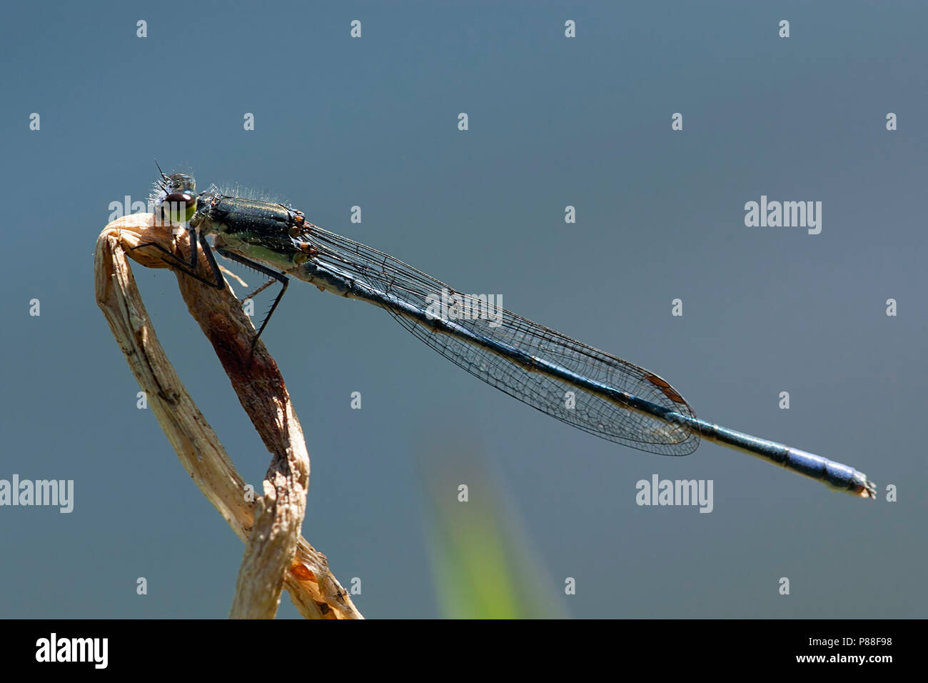 Mountain sprite hi-res stock photography and images - Alamy