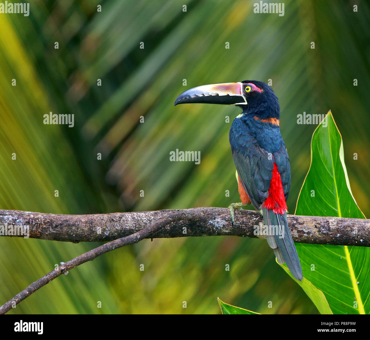 Collared Aracari, Pteroglossus torquatus Stock Photo - Alamy