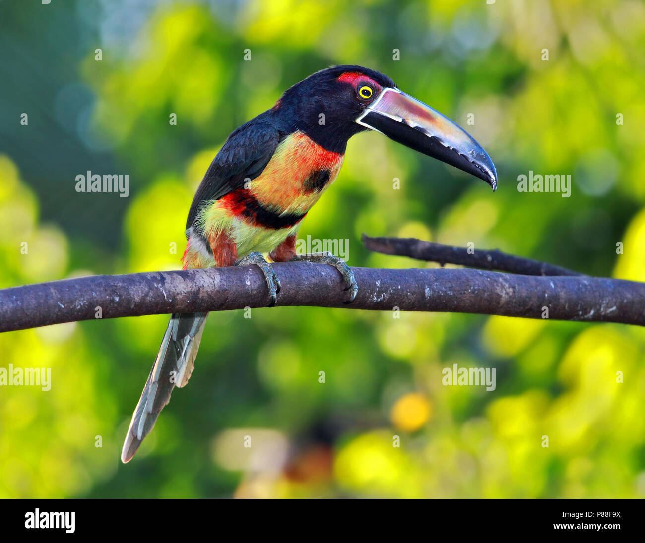 Collared Aracari, Pteroglossus torquatus Stock Photo - Alamy