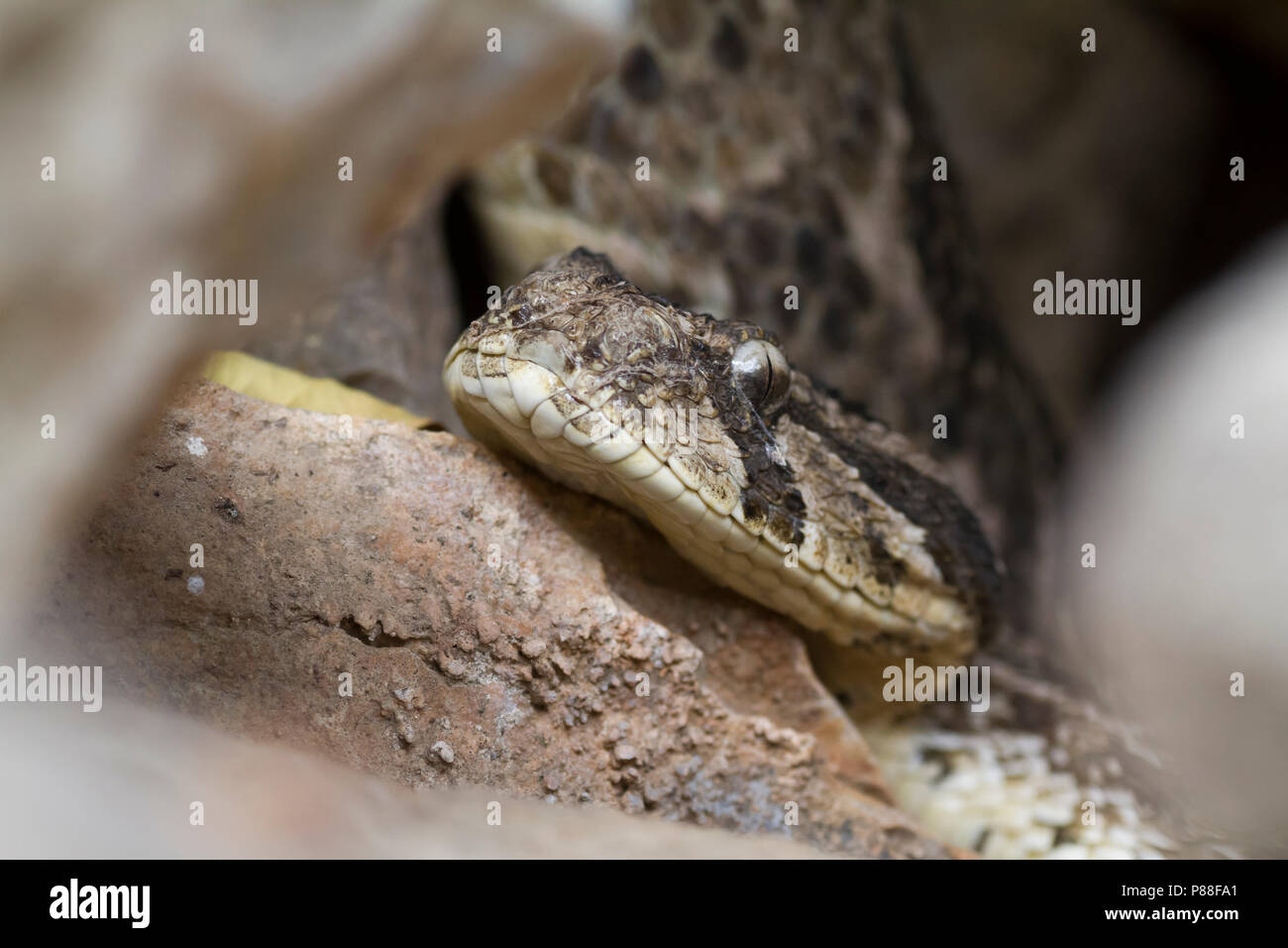 Puff Adder - Puffotter - Bitis arietans, Oman Stock Photo - Alamy