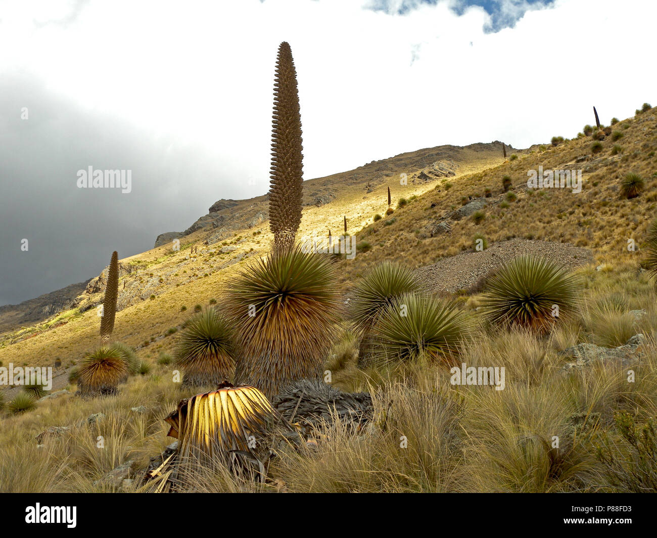 Puya bromeliad hi-res stock photography and images - Alamy