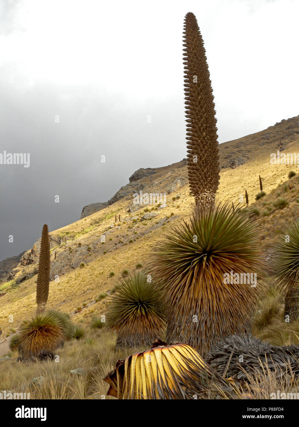 Puya hi-res stock photography and images - Alamy